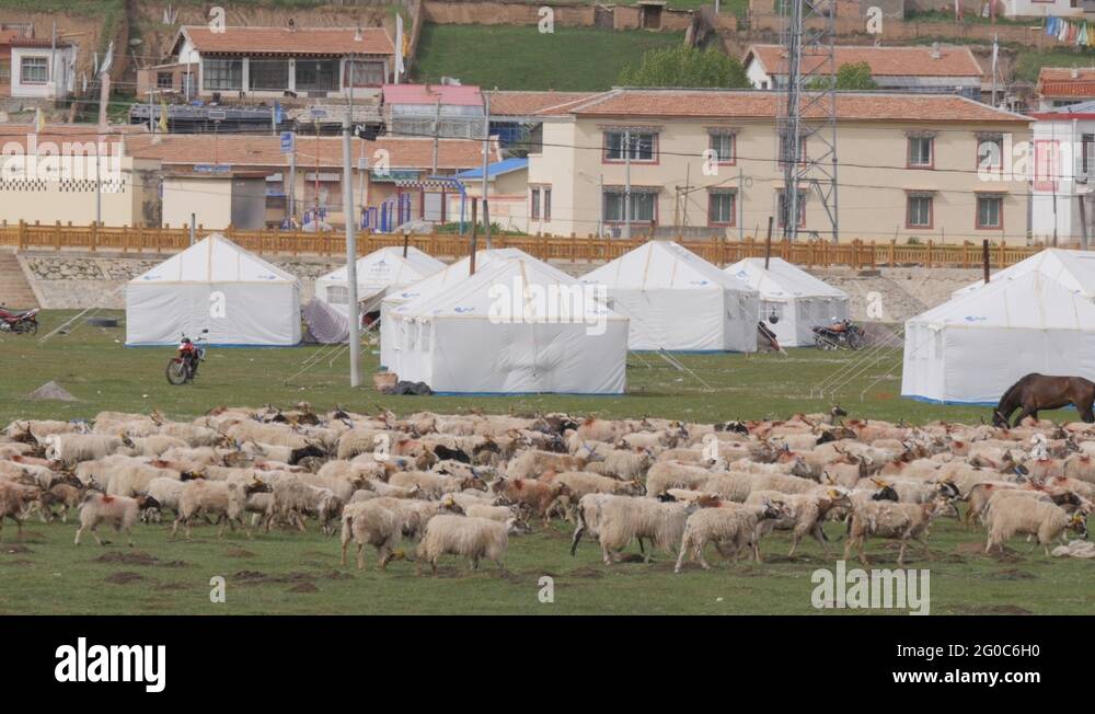 Sheep tent Stock Videos & Footage - HD and 4K Video Clips - Alamy