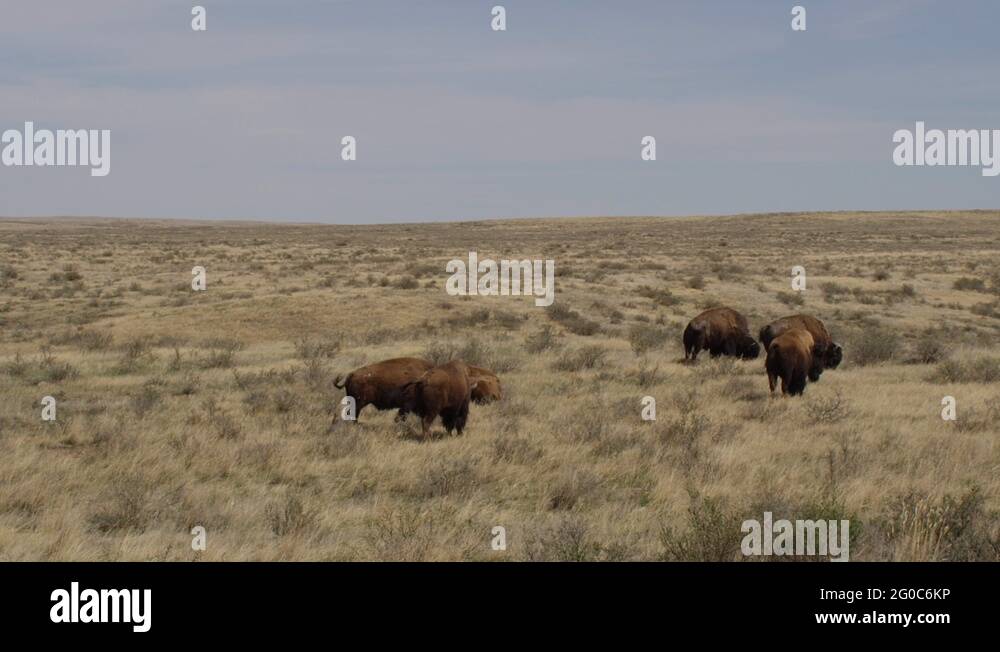 Bison montana prairie Stock Videos & Footage - HD and 4K Video Clips ...