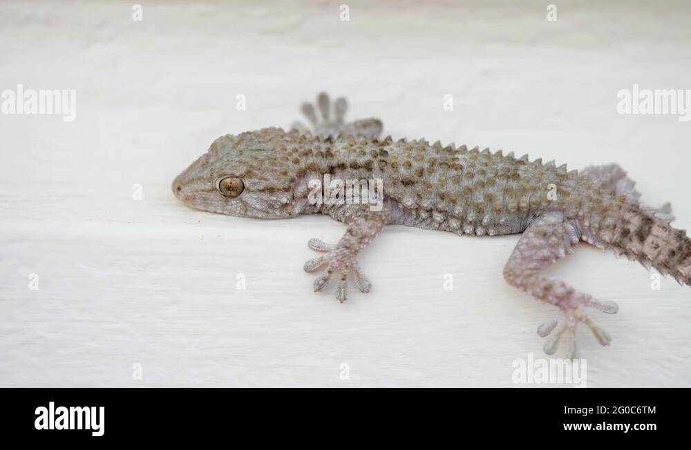 Moorish Gecko (Tarentola mauritanica) lizard stays still on white wall ...