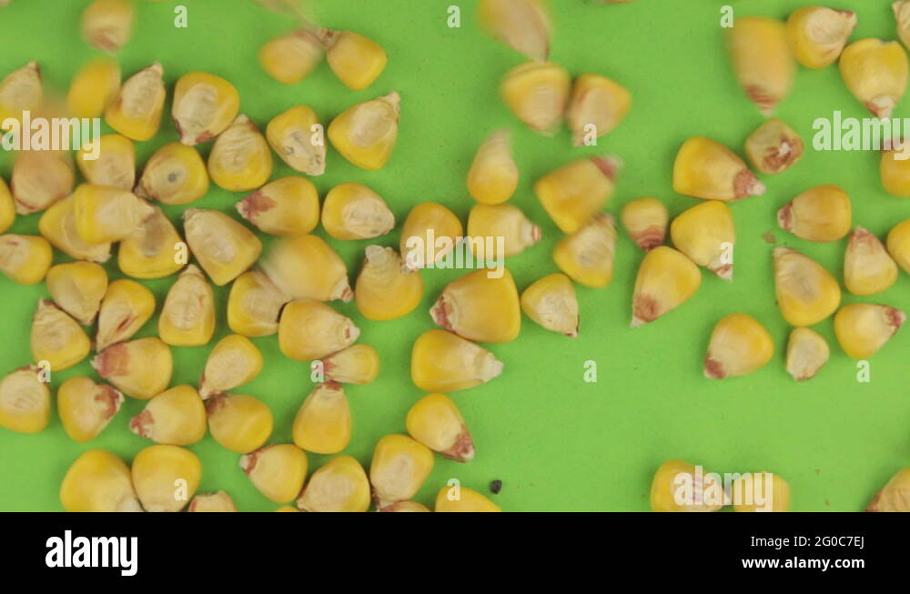 Falling corn grains on a rotating green screen, isolated Stock Video ...