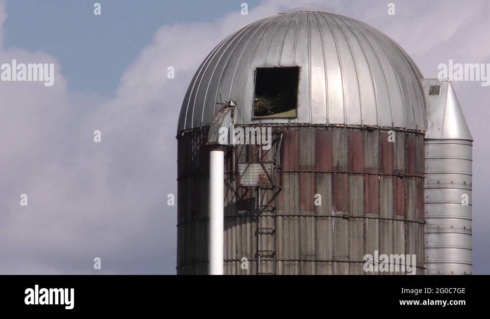 Shredded field corn being stored in silo to be made into silage or ...