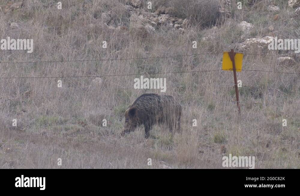 Danger wild boar sign Stock Videos & Footage - HD and 4K Video Clips ...