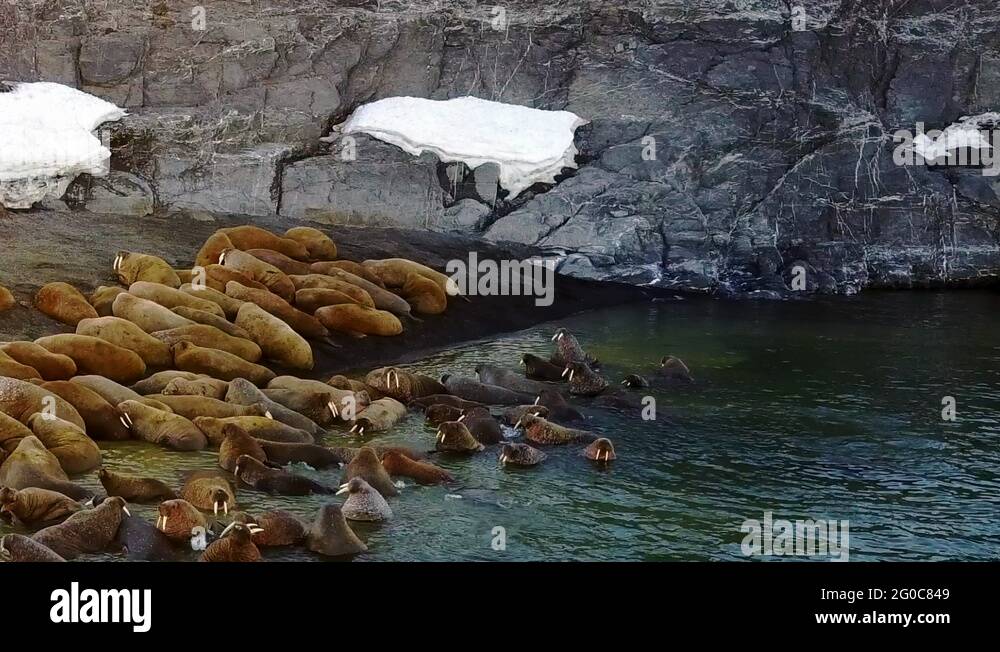Walruses in water of Arctic Ocean copter aero view on New Earth Vaigach ...