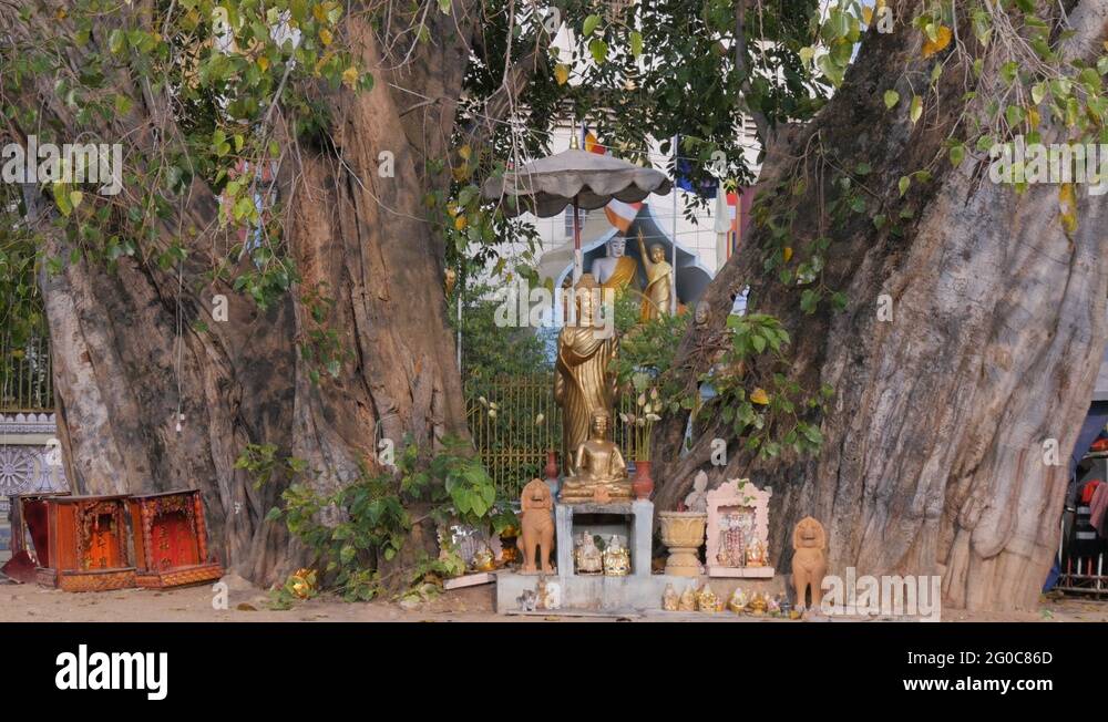 Buddhist tree shrine Stock Videos & Footage - HD and 4K Video Clips - Alamy