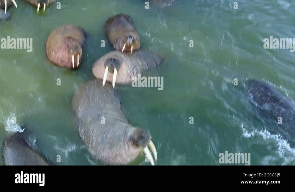 Pinniped species Stock Videos & Footage - HD and 4K Video Clips - Alamy