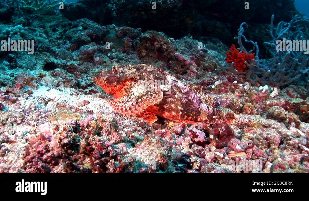 Lionfish Scorpionfish poisonous bright red underwater on seabed in ...