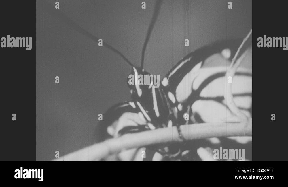 Butterfly points Stock Videos & Footage - HD and 4K Video Clips - Alamy