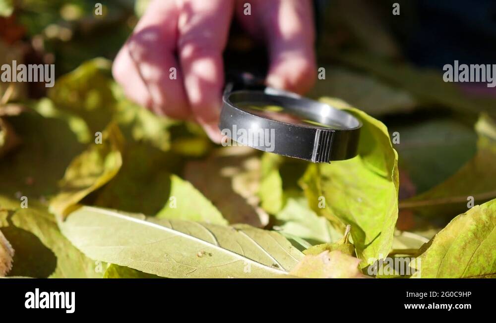 Loupe plants Stock Videos & Footage - HD and 4K Video Clips - Alamy