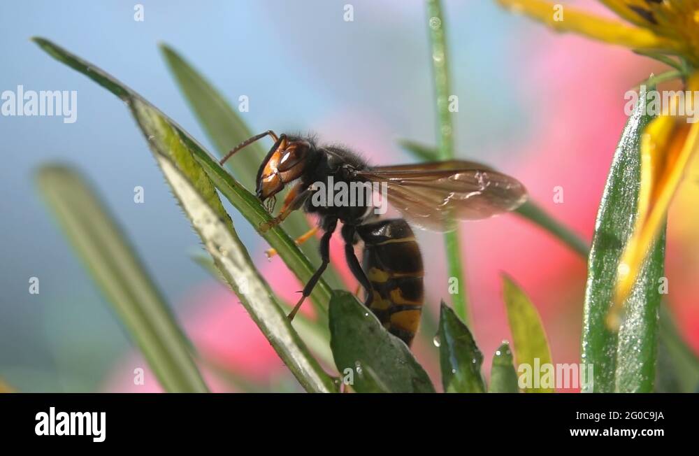 Wasp hornet Stock Videos & Footage - HD and 4K Video Clips - Alamy