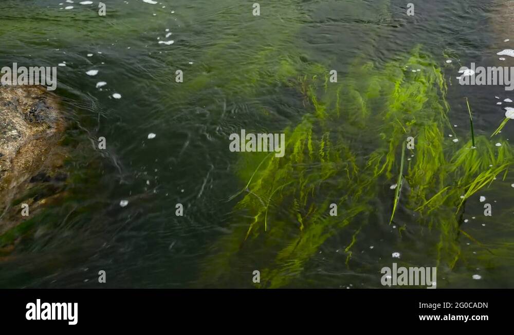 Watergrass Stock Videos & Footage - HD and 4K Video Clips - Alamy