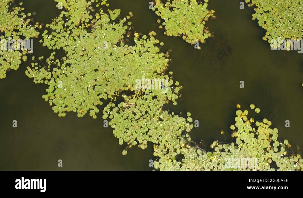 Lily basin Stock Videos & Footage - HD and 4K Video Clips - Alamy