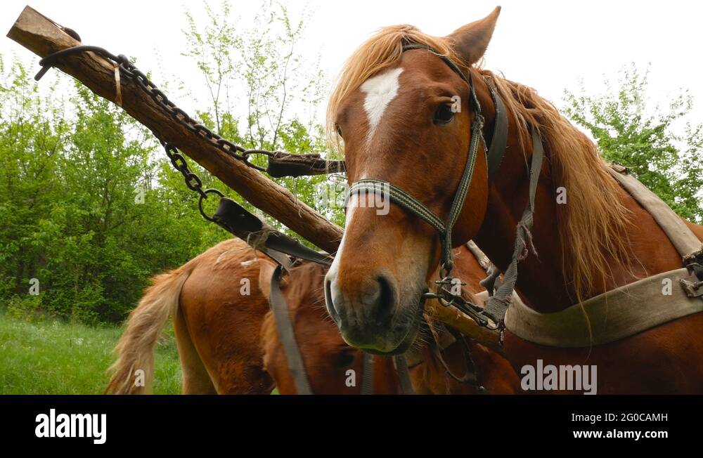 Draught animal Stock Videos & Footage - HD and 4K Video Clips - Alamy