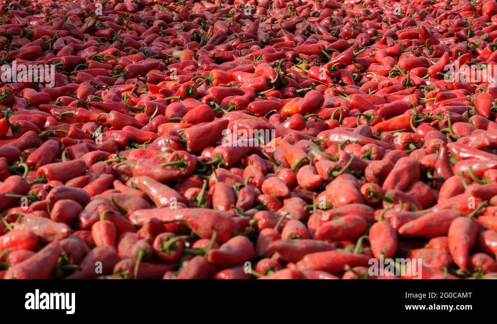 Fresh chillies Stock Videos & Footage - HD and 4K Video Clips - Alamy