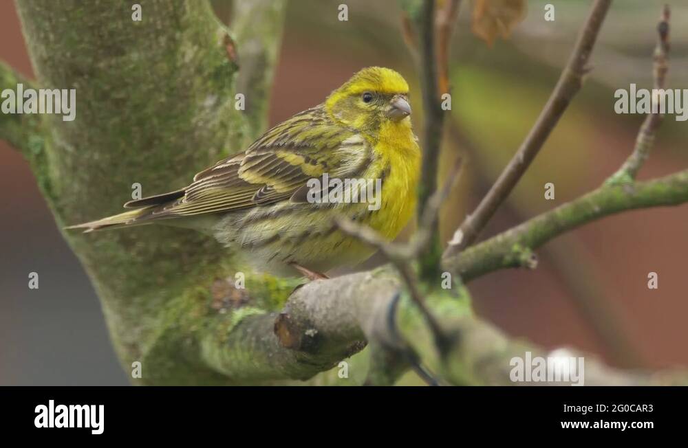 European serin Stock Videos & Footage - HD and 4K Video Clips - Alamy