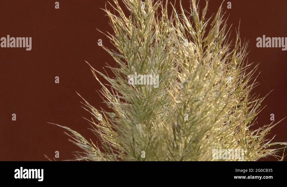 Tilt: Pampas grass (cortaderia selloana) slightly moving in the wind ...