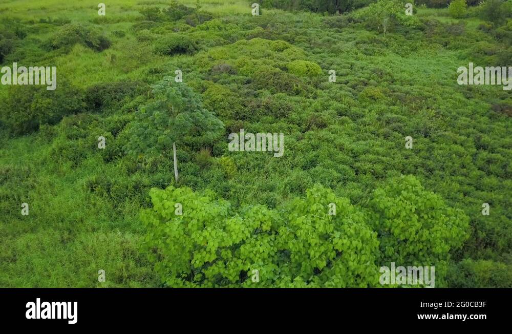 Thick tropical plants Stock Videos & Footage - HD and 4K Video Clips ...