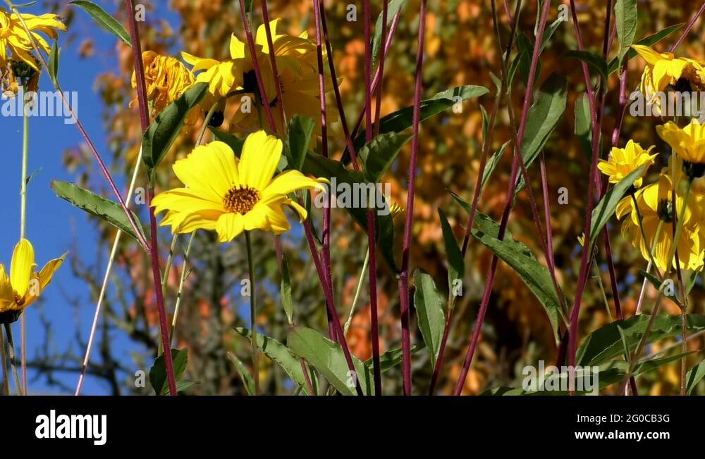 Sunroot Stock Videos & Footage - HD and 4K Video Clips - Alamy