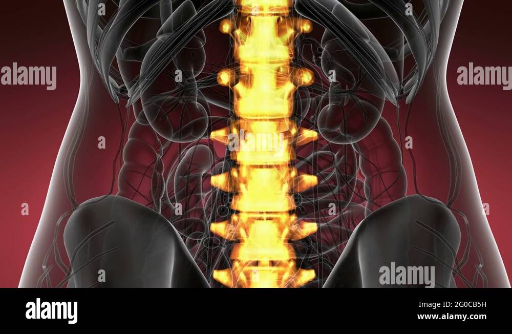 SPINE bone skeleton x-ray scan Stock Video Footage - Alamy