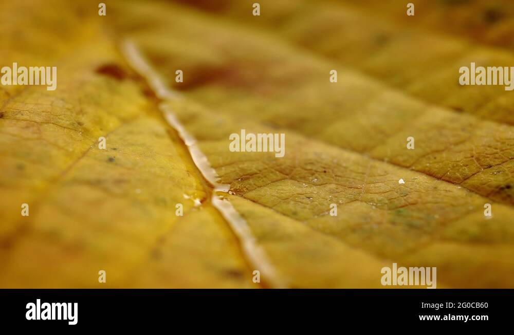 Scaled leaf Stock Videos & Footage - HD and 4K Video Clips - Alamy