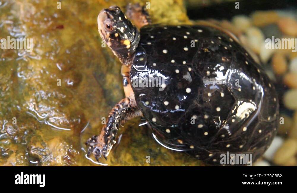 Plastron turtle Stock Videos & Footage - HD and 4K Video Clips - Alamy