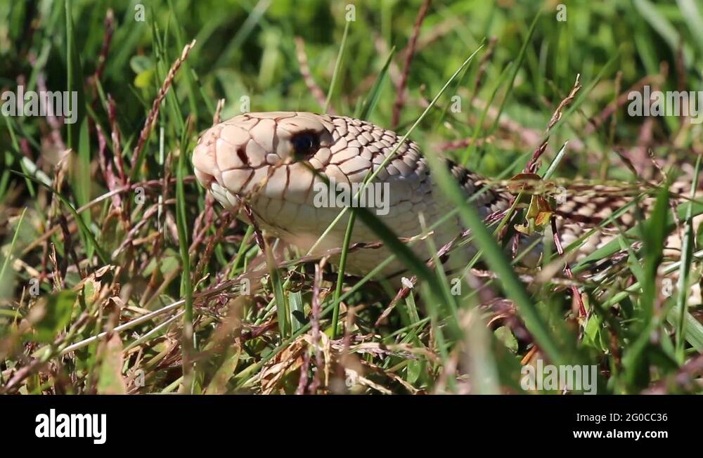 Chicken snake Stock Videos & Footage - HD and 4K Video Clips - Alamy