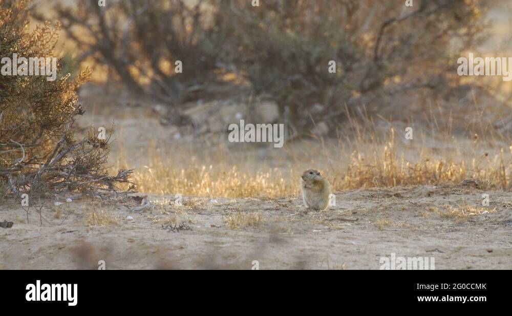 Fat rat Stock Videos & Footage - HD and 4K Video Clips - Alamy