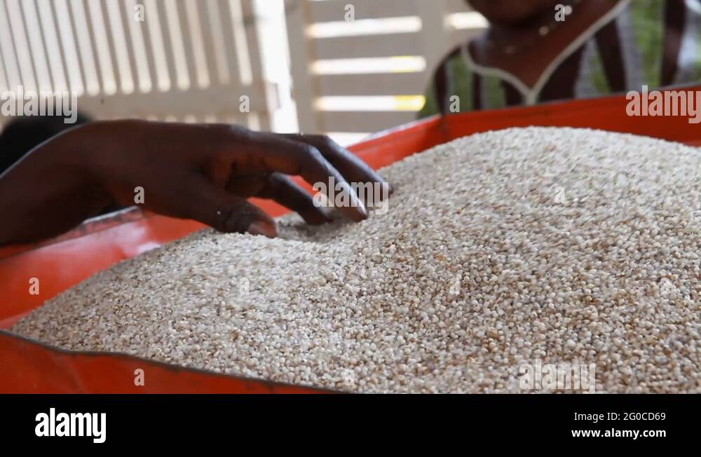 Milling and grinding millet at the mill in Chad, Africa Stock Video ...