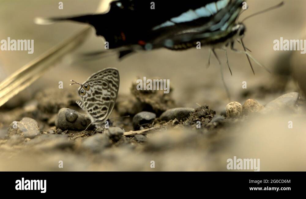 White color butterfly Stock Videos & Footage - HD and 4K Video Clips ...