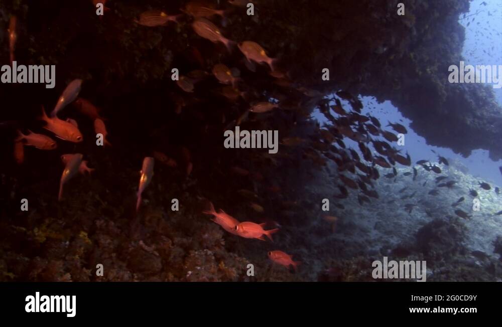 Red sea bass Stock Videos & Footage - HD and 4K Video Clips - Alamy