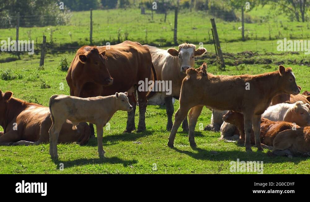 Calf cows Stock Videos & Footage - HD and 4K Video Clips - Alamy