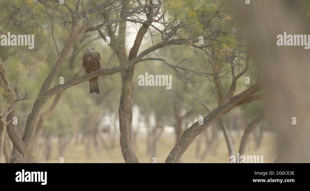 Tree roost Stock Videos & Footage - HD and 4K Video Clips - Alamy