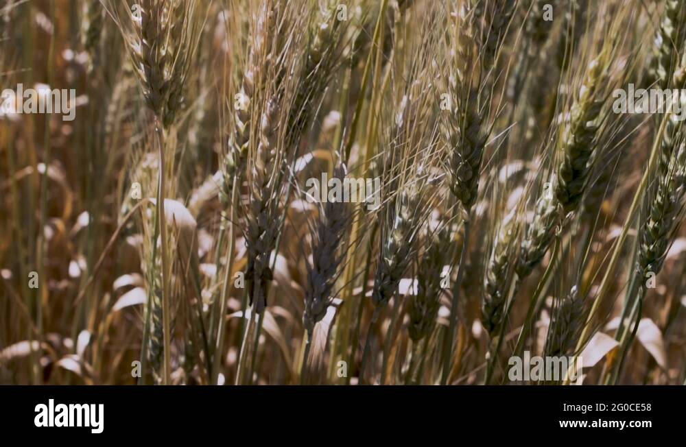 Beige wheat Stock Videos & Footage - HD and 4K Video Clips - Alamy