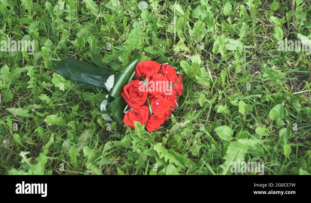 Bow roses Stock Videos & Footage - HD and 4K Video Clips - Alamy