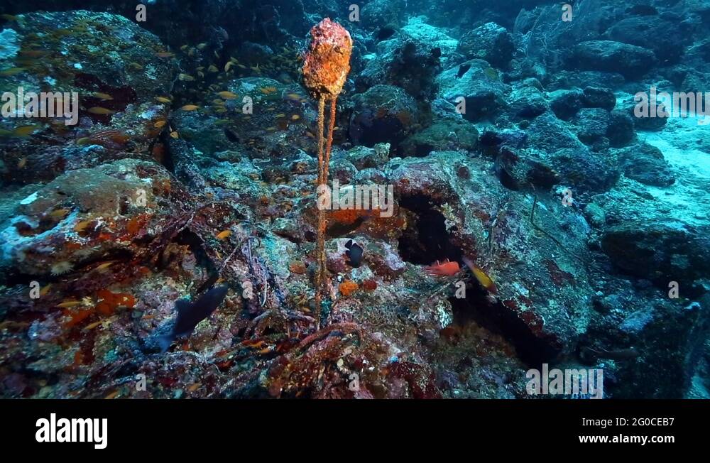 Reef net fishing Stock Videos & Footage - HD and 4K Video Clips - Alamy