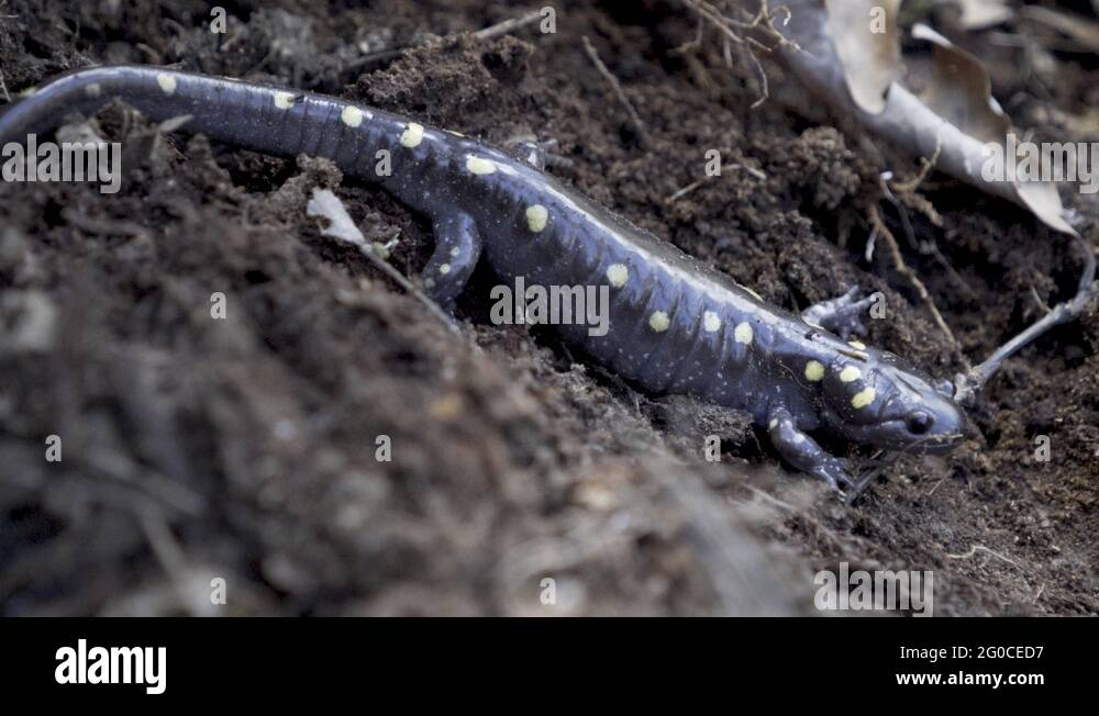 Spotted salamander ambystoma maculatum Stock Videos & Footage - HD and ...