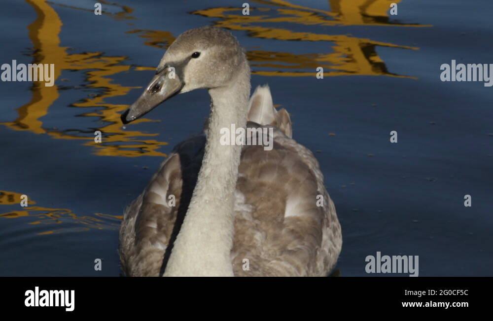 Young swan Stock Videos & Footage - HD and 4K Video Clips - Alamy