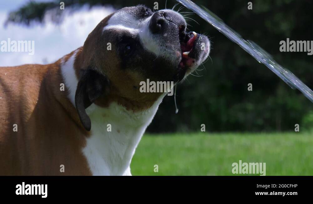 boxer dog drinking water awkward angle cute and funny 4k Stock Video ...