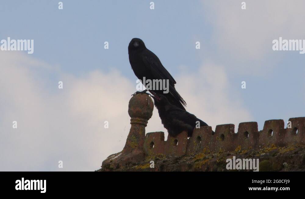 Crow protection Stock Videos & Footage - HD and 4K Video Clips - Alamy