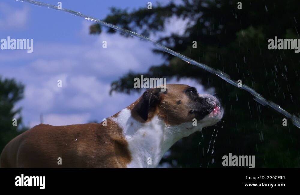 boxer dog drinking water with sky background 4k Stock Video Footage - Alamy