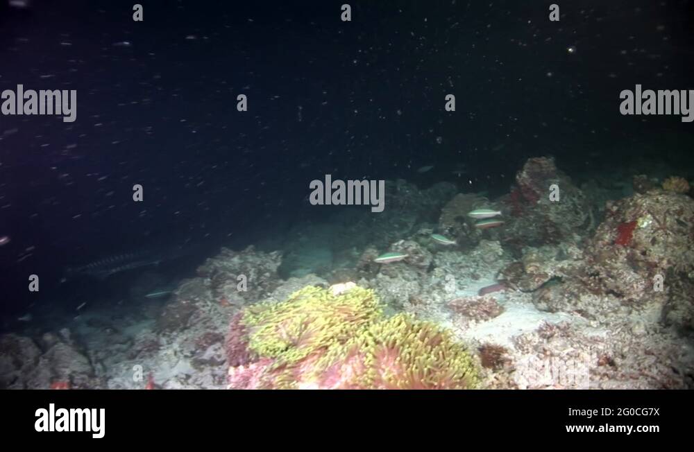 Pike fish underwater Stock Videos & Footage - HD and 4K Video Clips - Alamy