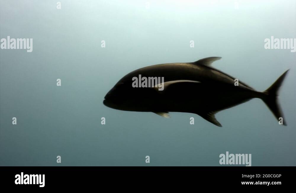 Tuna fish tunny underwater in search of food in Maldives Stock Video ...