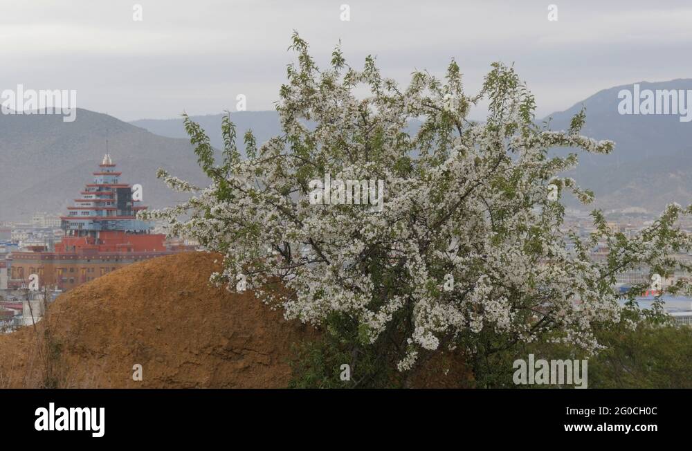 China blossom tree mountains Stock Videos & Footage - HD and 4K Video ...