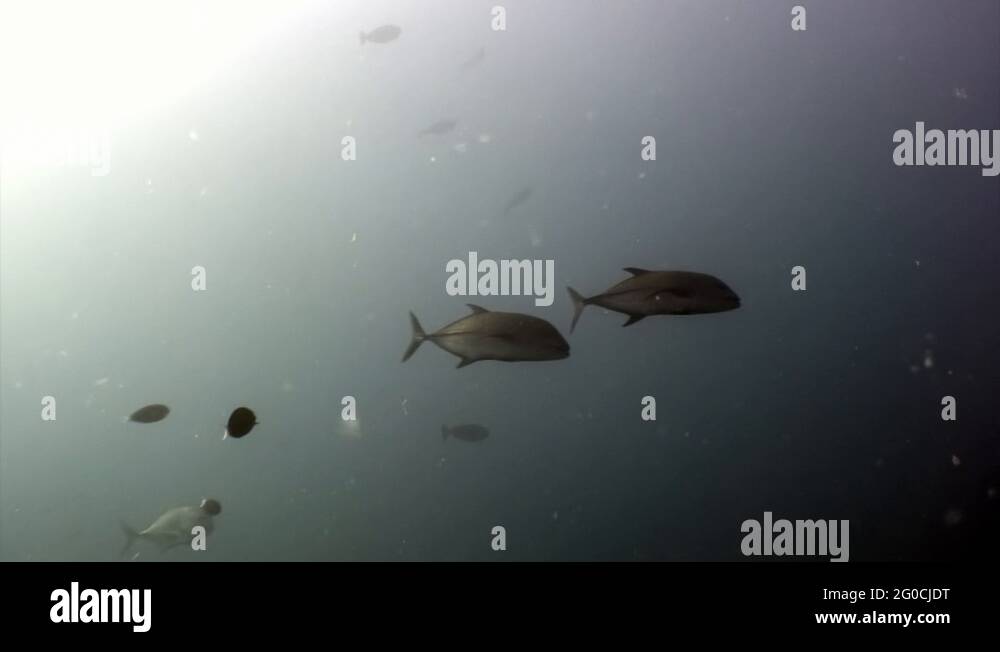 School of tuna fish tunny underwater in search of food in Maldives ...