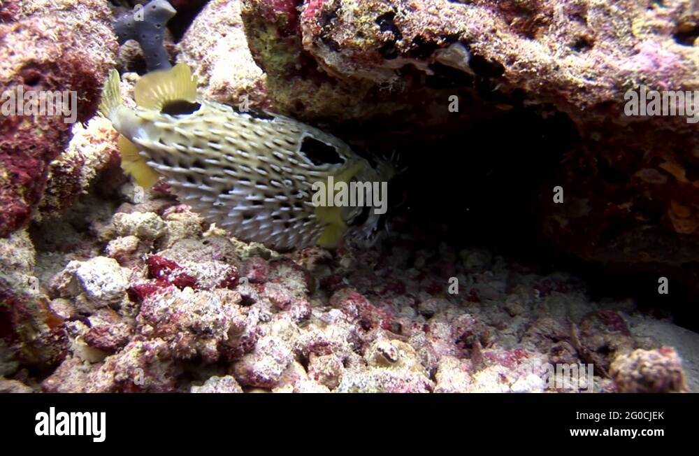 Igelfische Stock Videos & Footage - HD and 4K Video Clips - Alamy