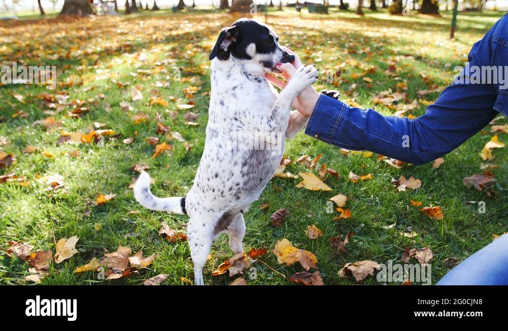 Dog rear legs Stock Videos & Footage - HD and 4K Video Clips - Alamy