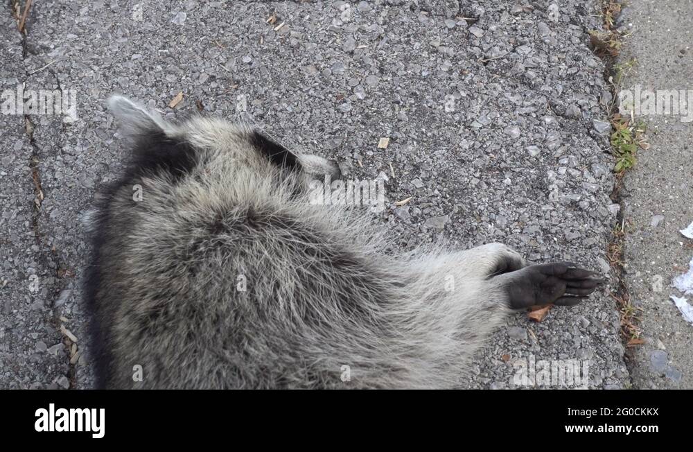raccoon dead on side road roadkill Stock Video Footage - Alamy