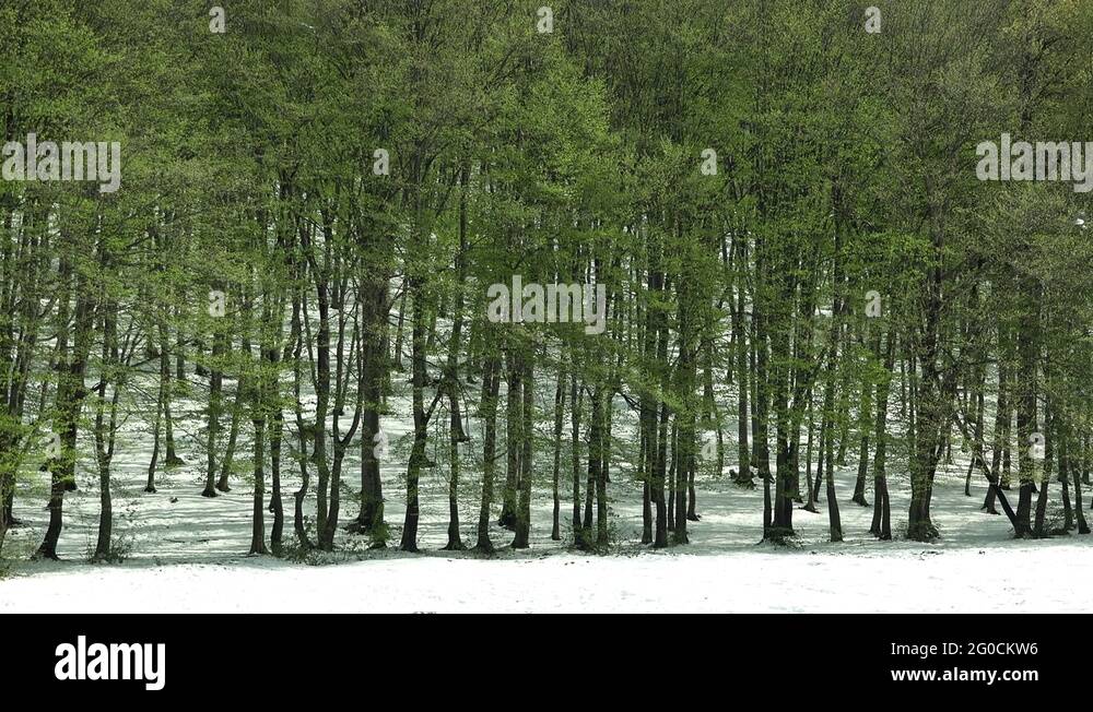 Rare nature Stock Videos & Footage - HD and 4K Video Clips - Alamy