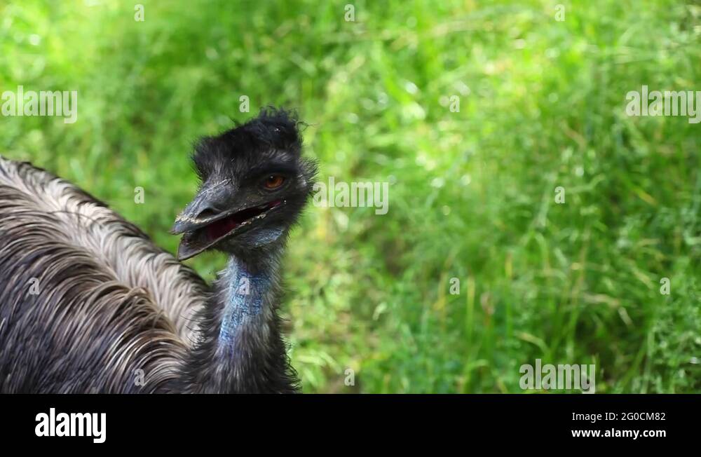 Emu hair Stock Videos & Footage - HD and 4K Video Clips - Alamy