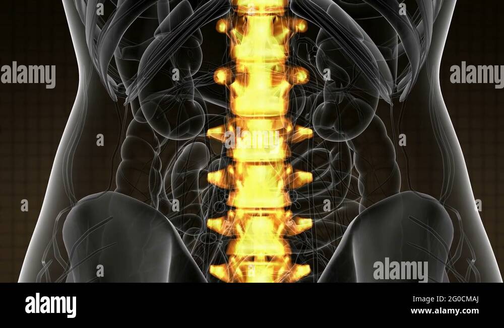SPINE bone skeleton x-ray scan Stock Video Footage - Alamy