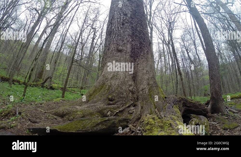 North american beech tree fagus grandifolia Stock Videos & Footage - HD ...